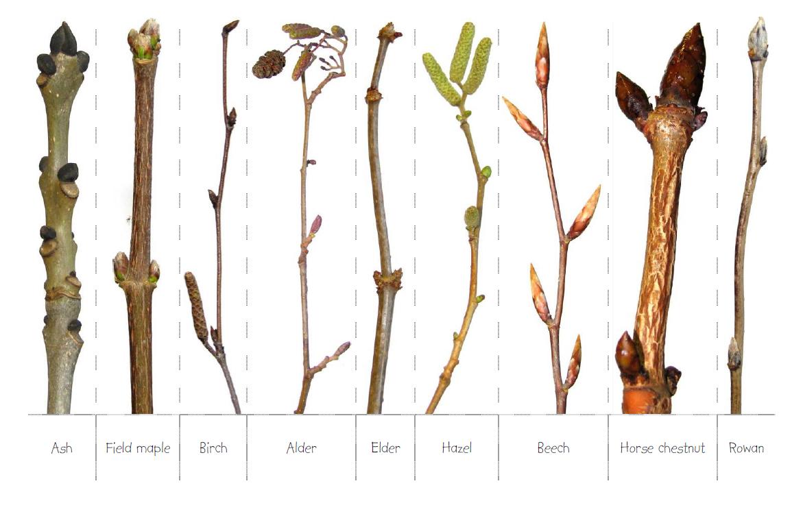 A second chance to get to know your winter trees! – Nature Conservation ...