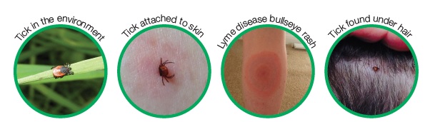 Ticks – An awareness leaflet – Nature Conservation Lewisham