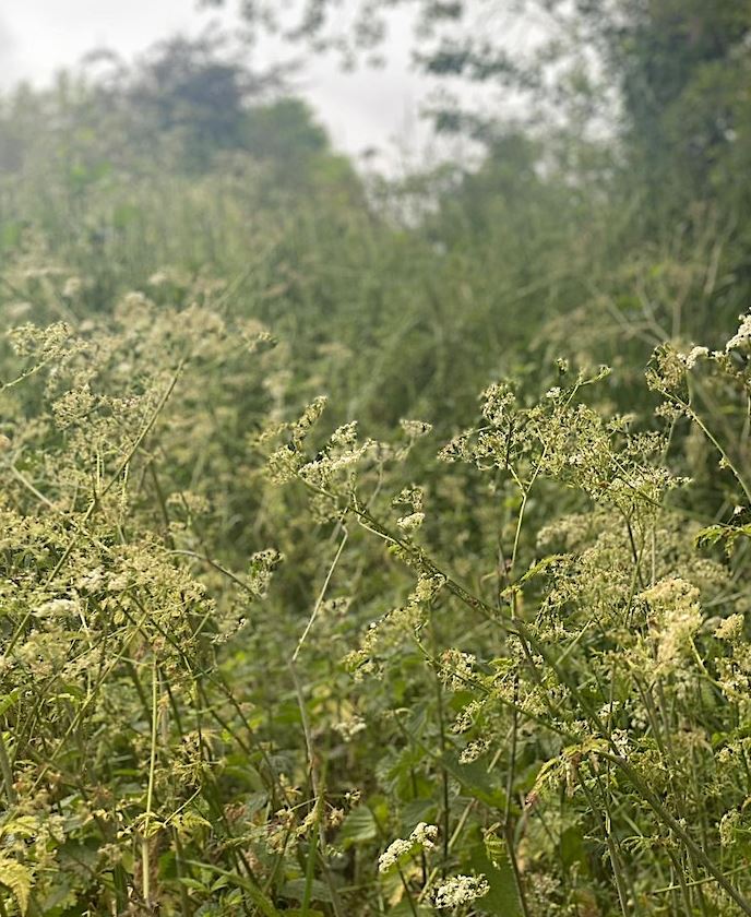 Moving On The Slow Non- Linear – Nature Conservation Lewisham
